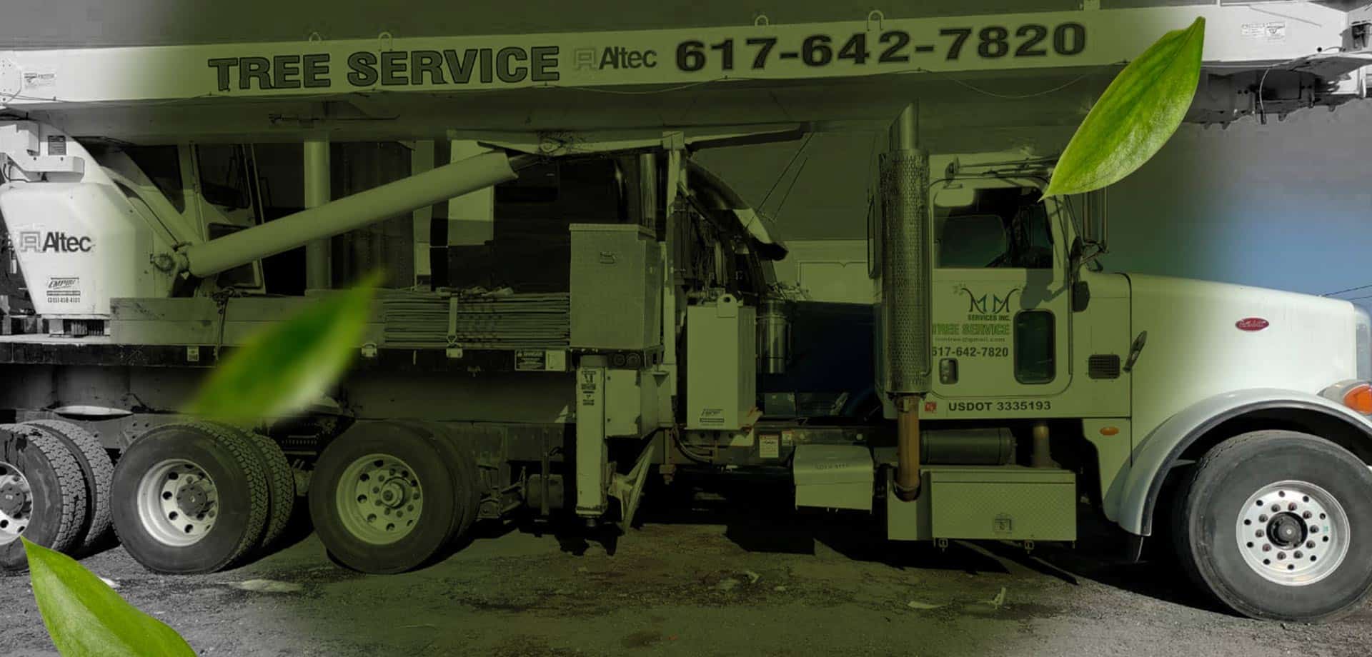 Top Tree Services Company in MA | MM Tree Services INC